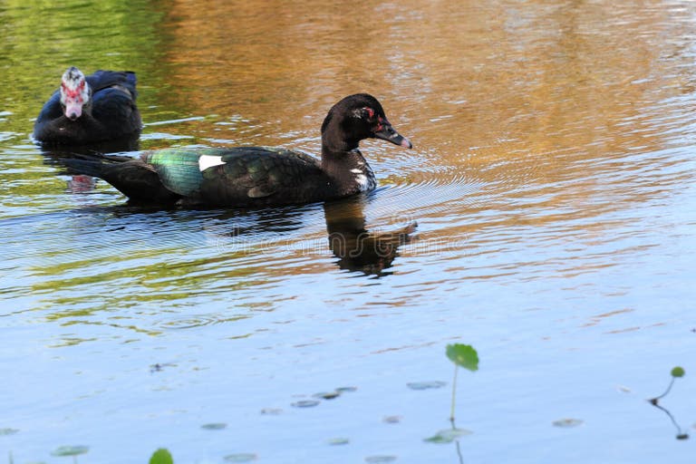 Two Muscovy ducks stock image. Image of blue, wild, bird - 29580297
