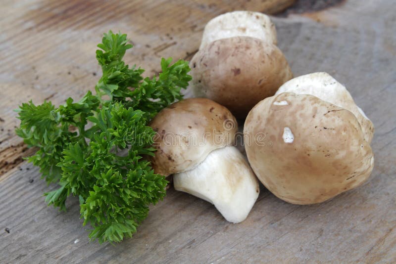 Mushrooms cepes stock photo. Image of outdoor, freshness - 42167934