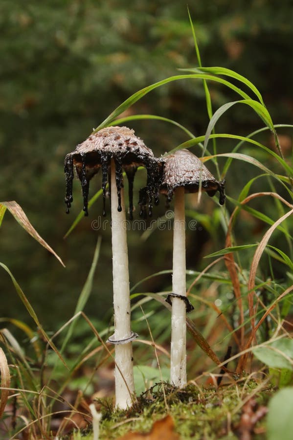 Two Mushrooms in the Forest Dripping with Black Slime Stock Photo ...