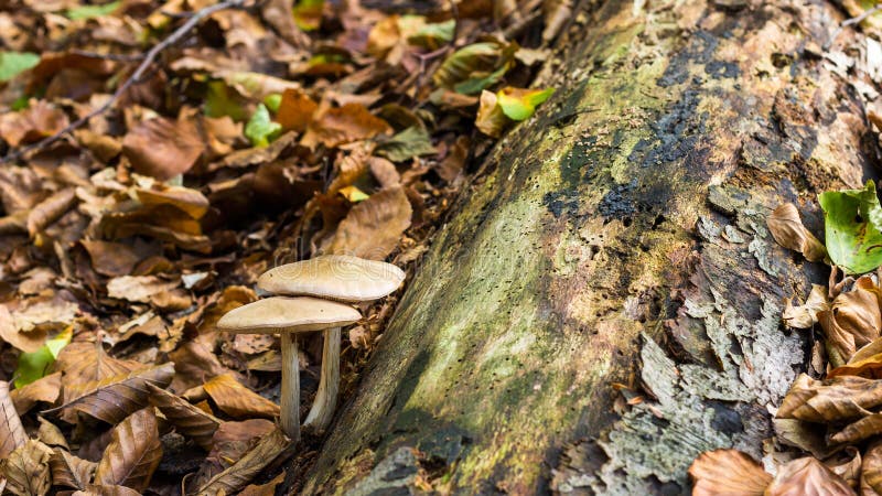 Two Mushrooms Growing Under Log Fall Forest Stock Photos - Free ...
