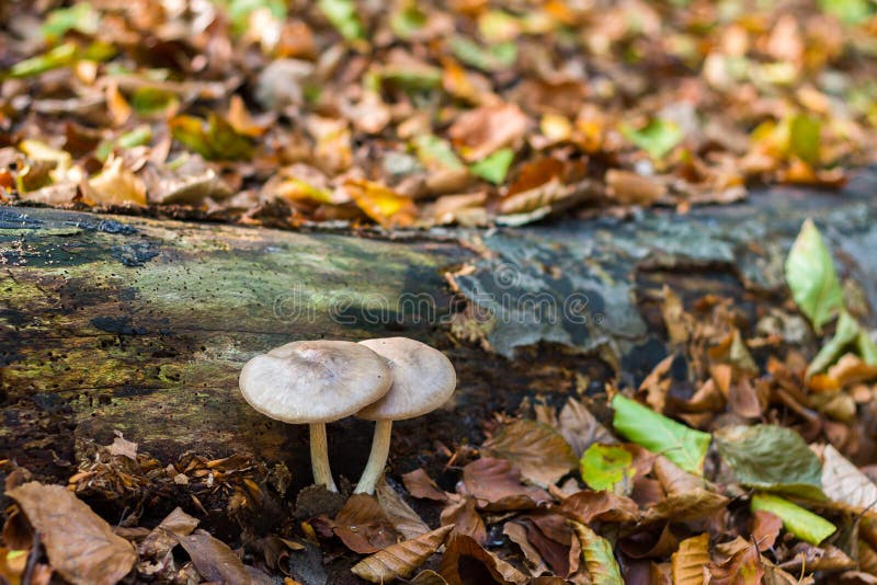 Two Mushrooms Growing Under Log Fall Forest Stock Photos - Free ...