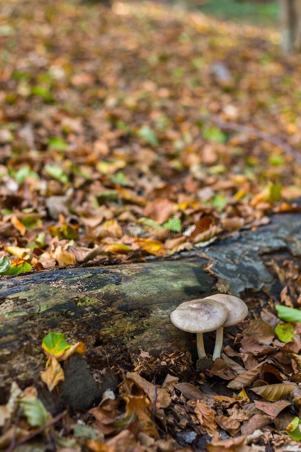 Two Mushrooms Growing Under Log Fall Forest Stock Photos - Free ...