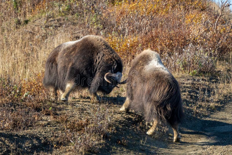 Two Musk Ox in a Battle on a Hillside Stock Photo - Image of animal ...