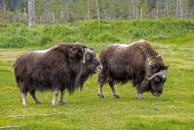 The Big Musk Ox in the Grass and Eating Stock Image - Image of majestic ...