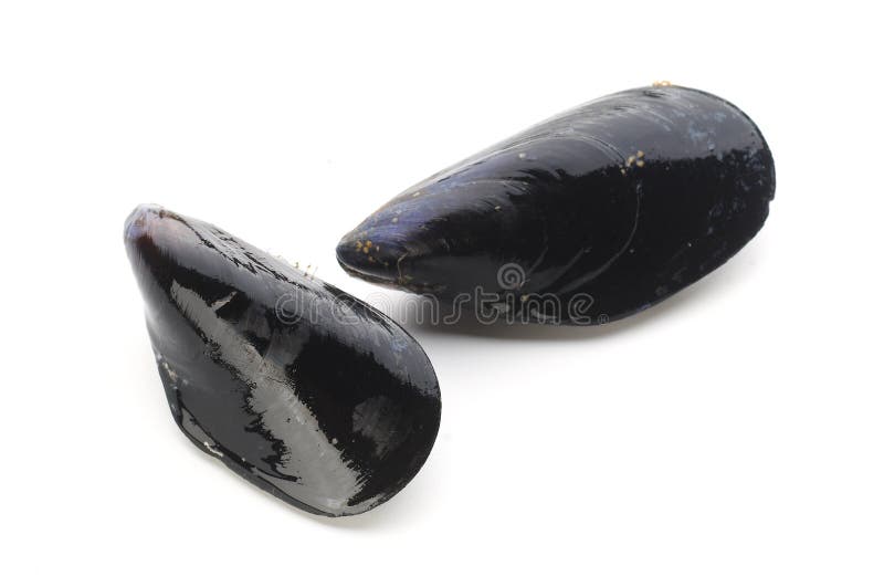 Two mussels stock image. Image of mussel, isolated, nature - 8950419