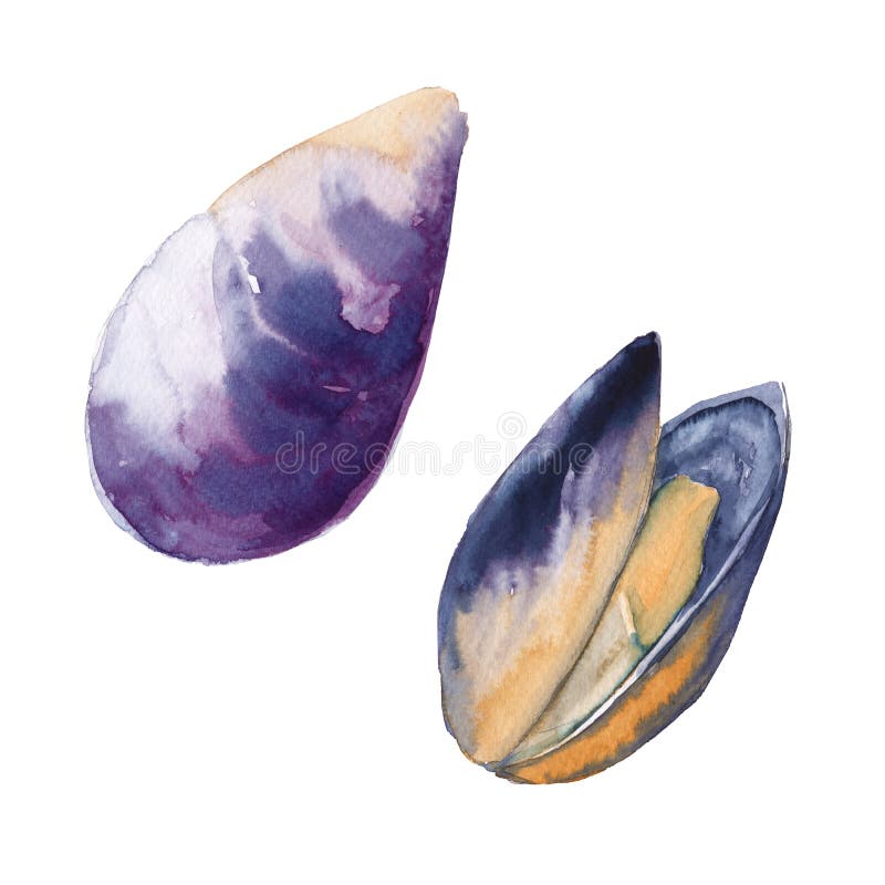 Sea Shell. Isolated on White Background Stock Illustration ...