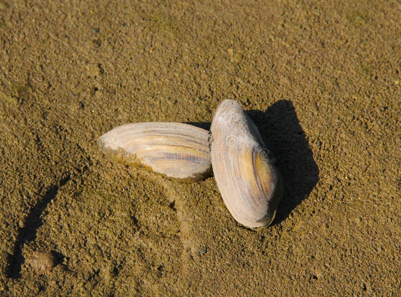 Two mussels stock image. Image of animal, bivalve, bank - 68578795