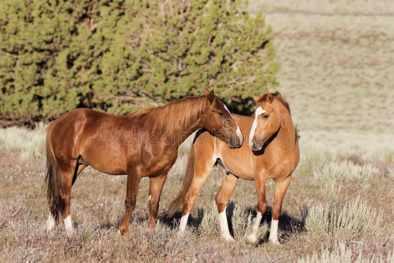 Wild Mustangs Making Friends on the Prairie Stock Image - Image of mane ...