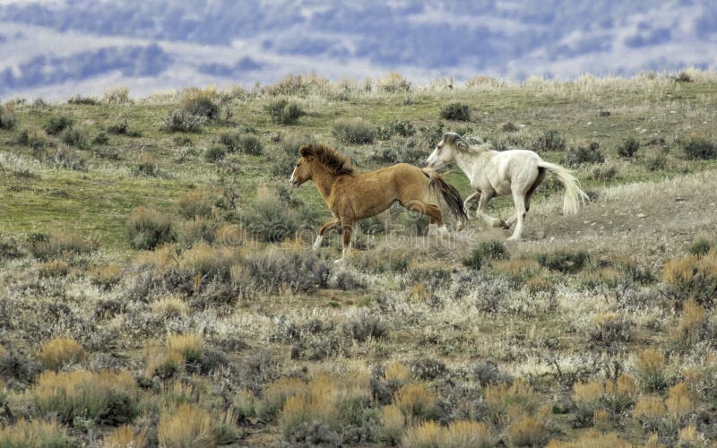 Wild Mustang Pair Running Together Stock Image - Image of hillside ...