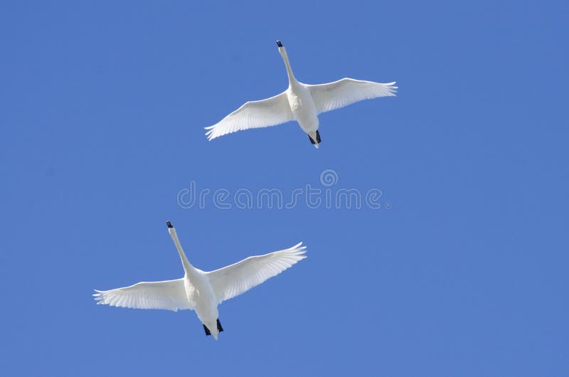 Two Mute Swan stock photo. Image of olor, life, lake - 28794532