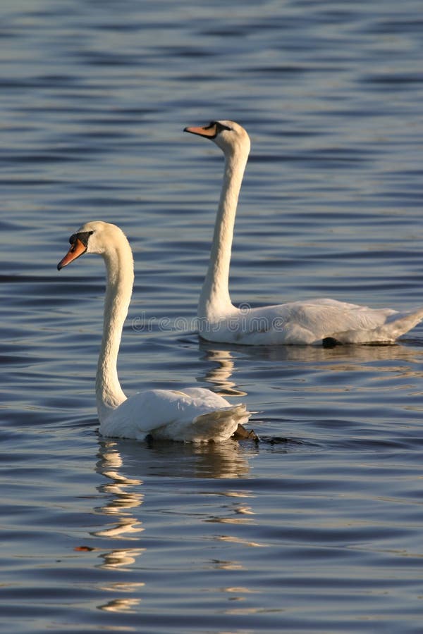 Mute swan family stock image. Image of pond, lake, together - 34802859