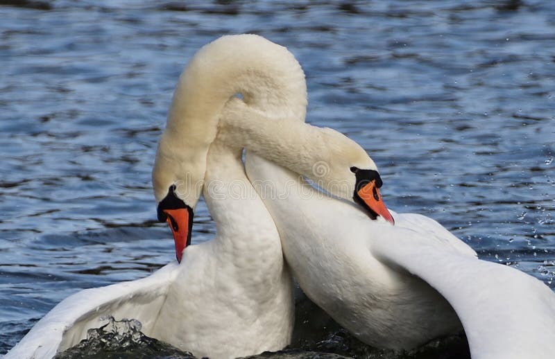 Two Mute Swans are Hugging in Water Stock Photo - Image of shorebird ...