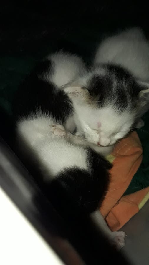 Cat Siblings stock photo. Image of sibling, cats, animal - 204207786