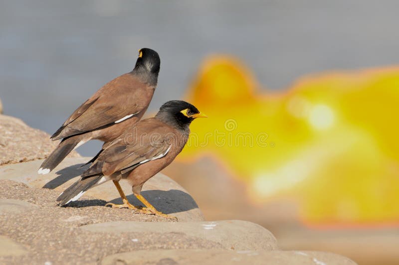Two myna stock image. Image of introduced, specie, sunny - 7919967