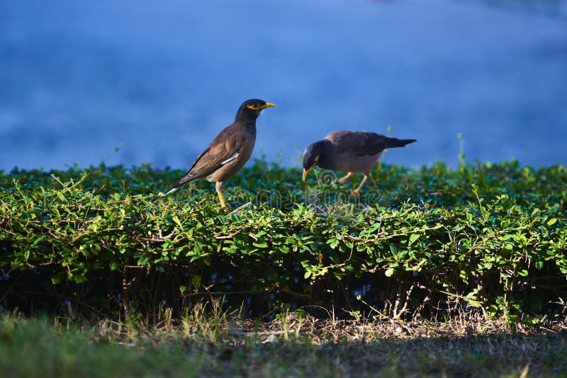 274 Two Myna Stock Photos - Free & Royalty-Free Stock Photos from ...
