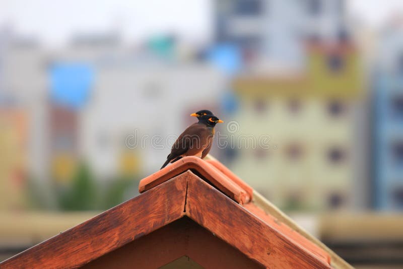Two Myna birds on the roof stock photo. Image of plumage - 94207344