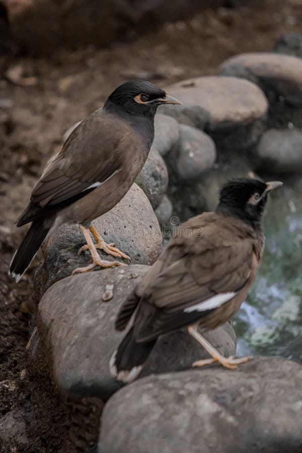 Two Myna Birds Standing on a Rock Stock Photo - Image of ...