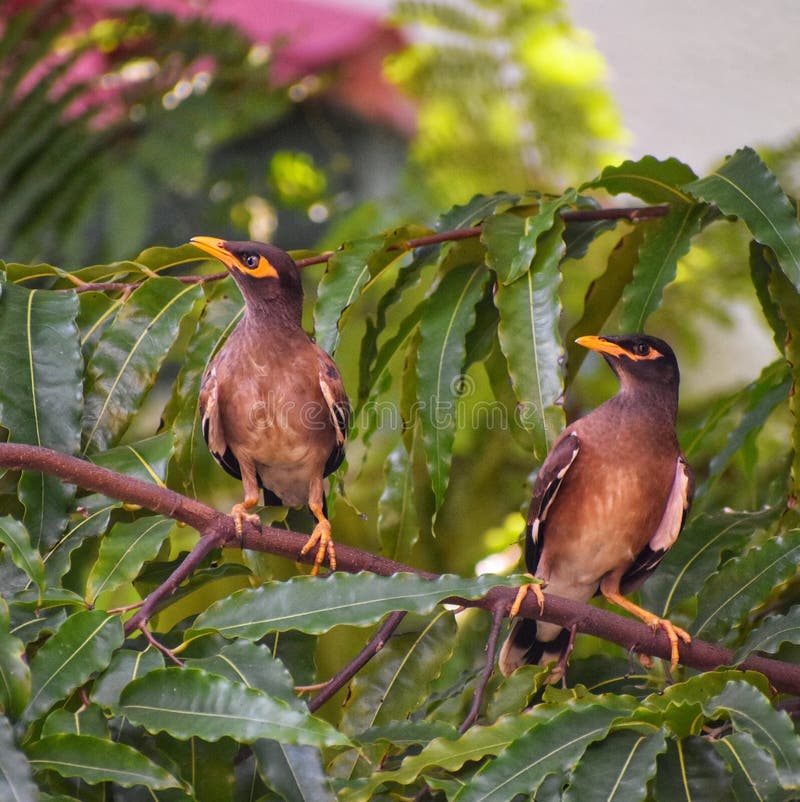 Two myna sitting on tree stock photo. Image of green - 197454794
