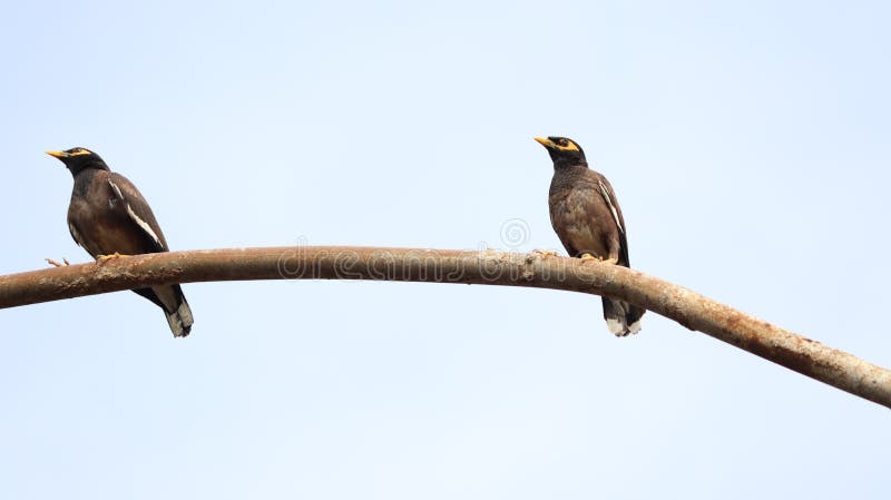 Two Mynas are Sitting on the Iron Bar Stock Image - Image of mynah ...