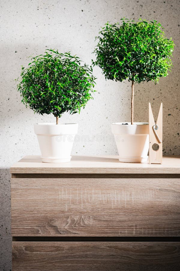 Two myrtle trees stock photo. Image of growing, floriculture - 274223758
