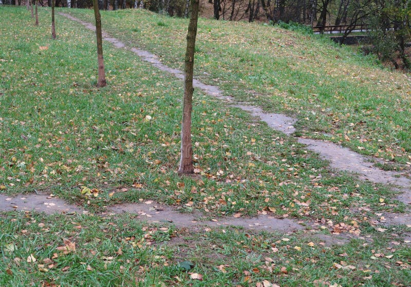 Two Narrow Walking Paths on a Green Lawn Along Trees Planted in a Row ...