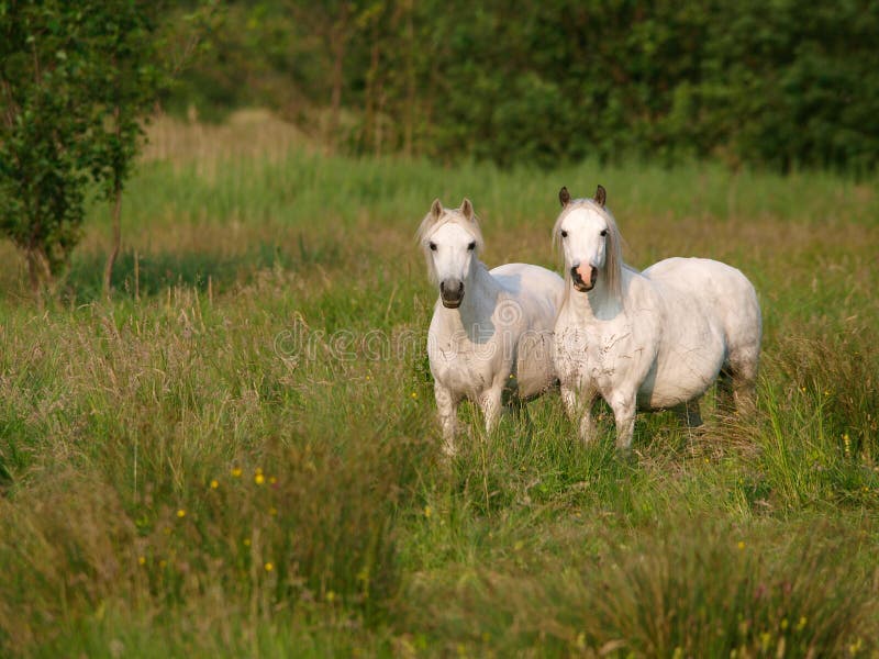 Two Native Ponies stock photo. Image of equestrian, ponies - 186521856