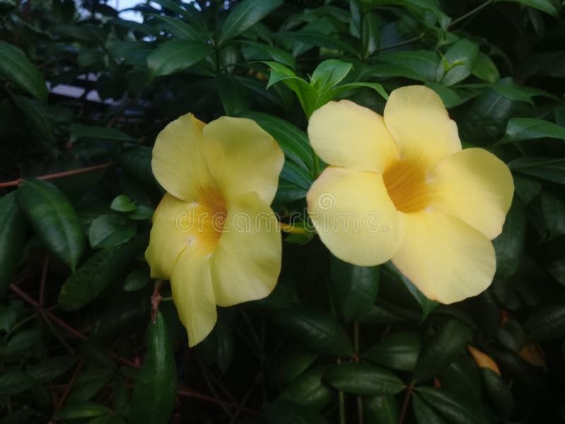 Two Natural Flowers in Full Bloom in the Yard Stock Photo - Image of ...