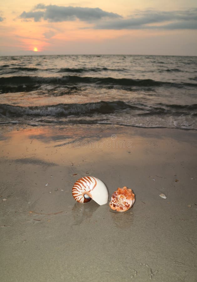 Two Natural Seashells on the Tropical Sunset Beach Stock Image - Image ...