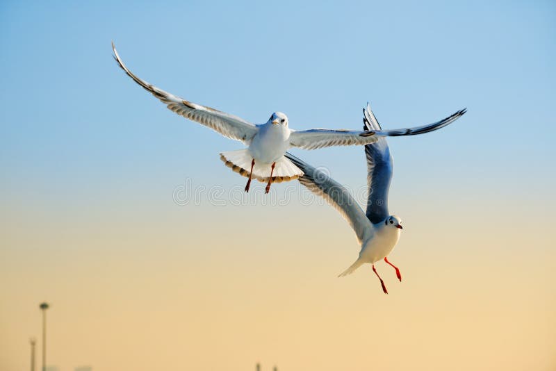 Seagulls in flight stock image. Image of wings, four - 268447763