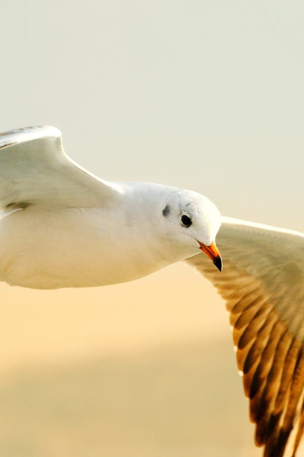 Seagulls in flight stock image. Image of clouds, nautical - 268449971