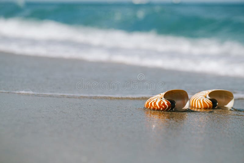 Two Nautilus Shell with Sea Wave, Florida Beach Under the Sun Stock ...