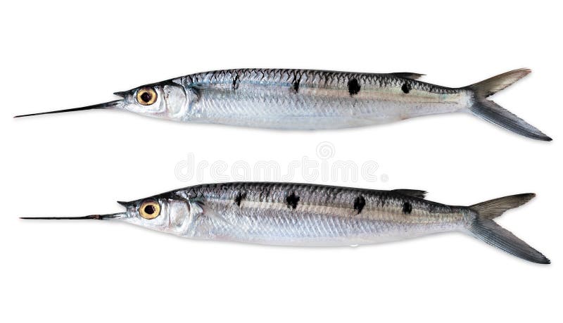 Needle Fish Great Barrier Reef Australia Stock Image - Image of ...