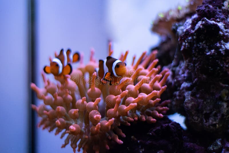 291 Clown Fish Cartoon Frame Stock Photos - Free & Royalty-Free Stock ...