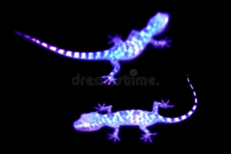 Two Neon Lizards in the Dark Stock Illustration - Illustration of ...