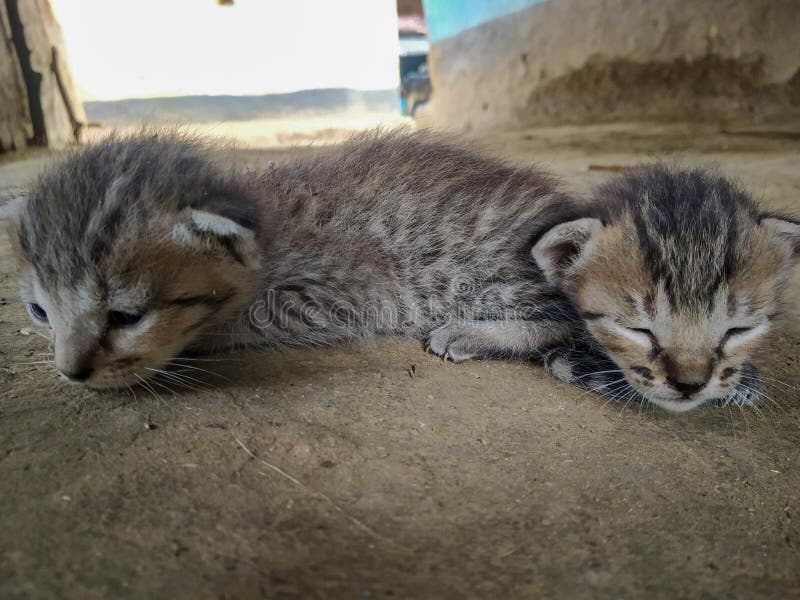 Two New Born Babies of the Cat. Stock Photo - Image of babies, born ...