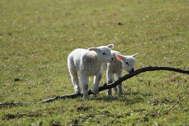 Two New Born Lambs. stock photo. Image of farming, spring - 78878180