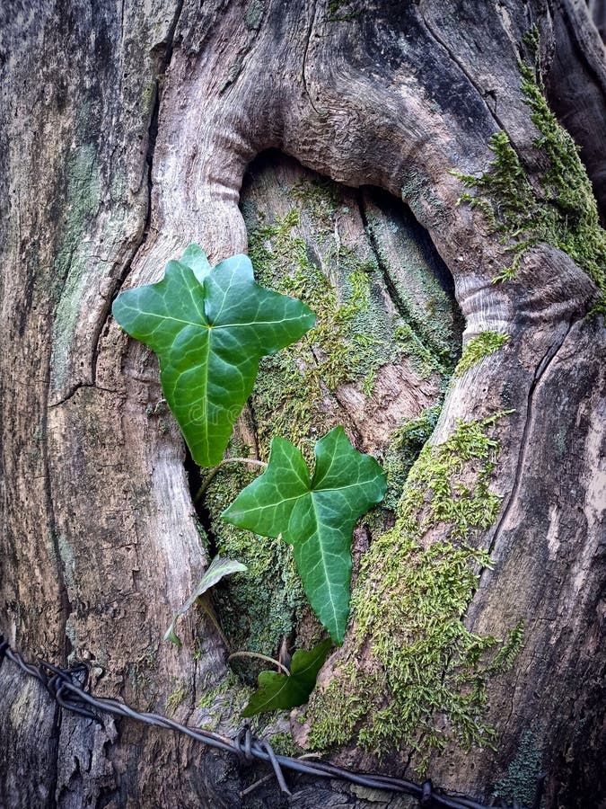 Two New Leaves Emerge from the Trunk of a Tree. Stock Photo - Image of ...