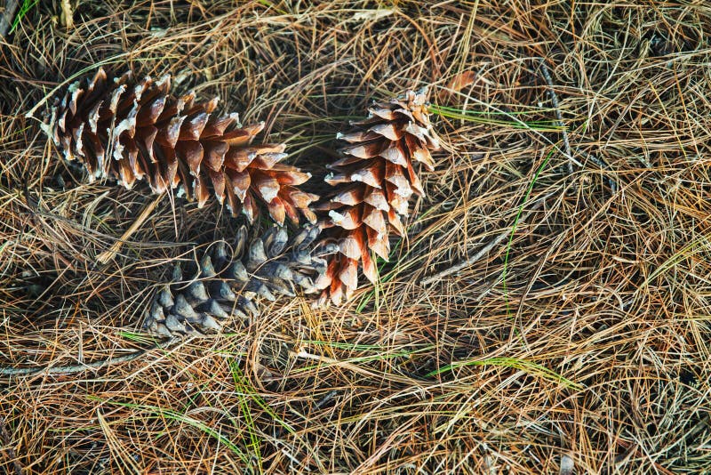 Three Pine Cones Grouped Together Stock Image - Image of sticky, three ...