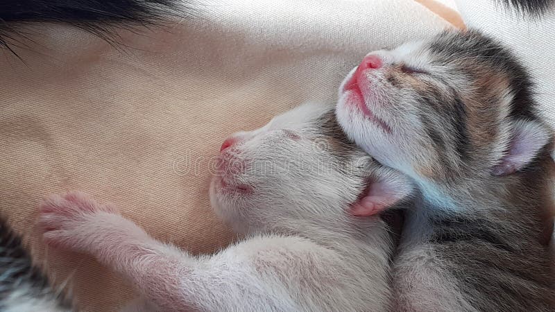 Two Newborn Cat Cubs Sleeping Together Stock Image - Image of animal ...