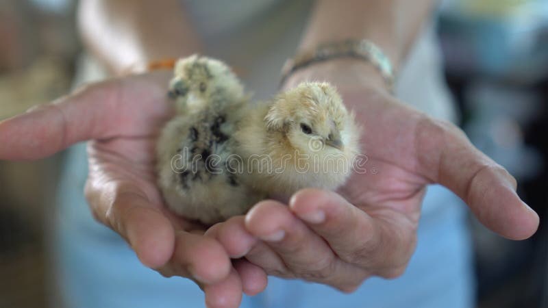 Two Newborn Chickens in Farmer Hands New Life Stock Image - Image of ...