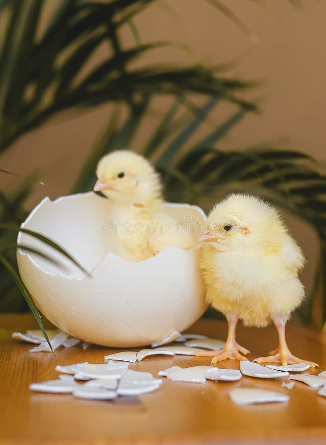 Two Newborn Chickens and Ostrich`s Shell on Table Stock Photo - Image ...