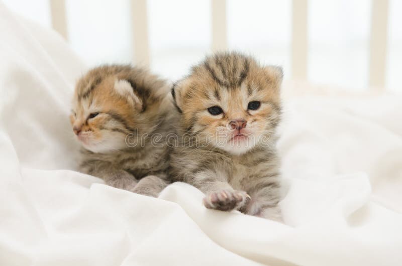 Two Newborn Kitten of American Shorthair Stock Image - Image of funny ...