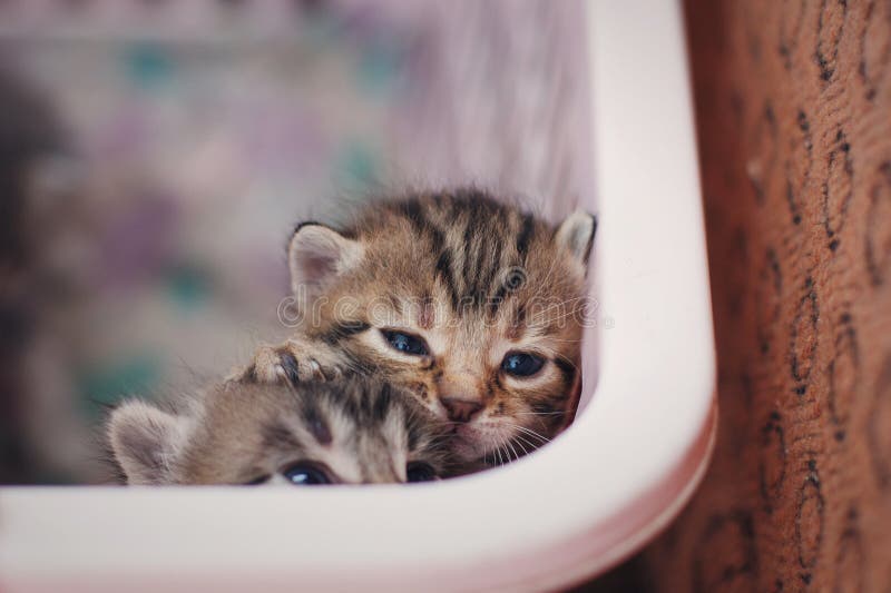 Two newborn kitten stock photo. Image of small, kittens - 61833442