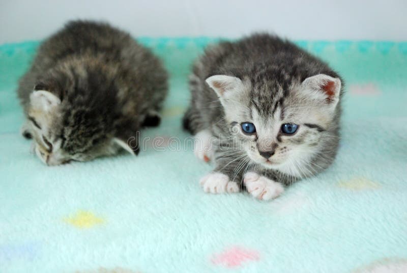 Two newborn kittens stock photo. Image of cats, pets, friendly - 2405604