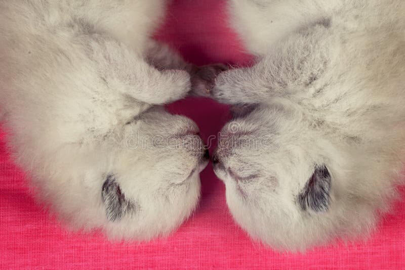 Two newborn kittens stock image. Image of british, macro - 51704811