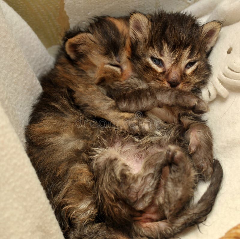 Two Newborn Kittens are Lying Stock Photo - Image of brown, rest: 101871770