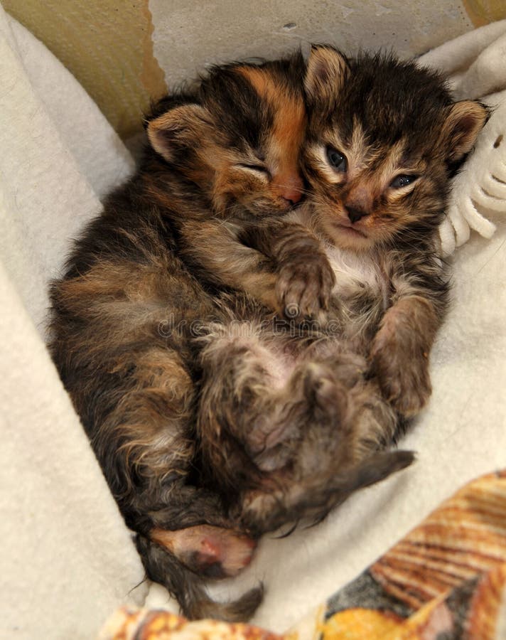 Newborn kittens in a box stock image. Image of cats, beautiful - 80657927