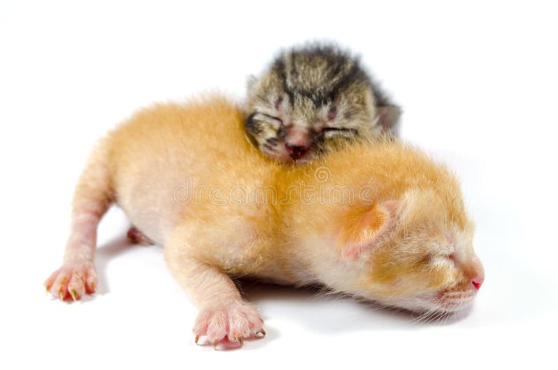 Two Newborn Kittens stock photo. Image of love, mutt - 61628008