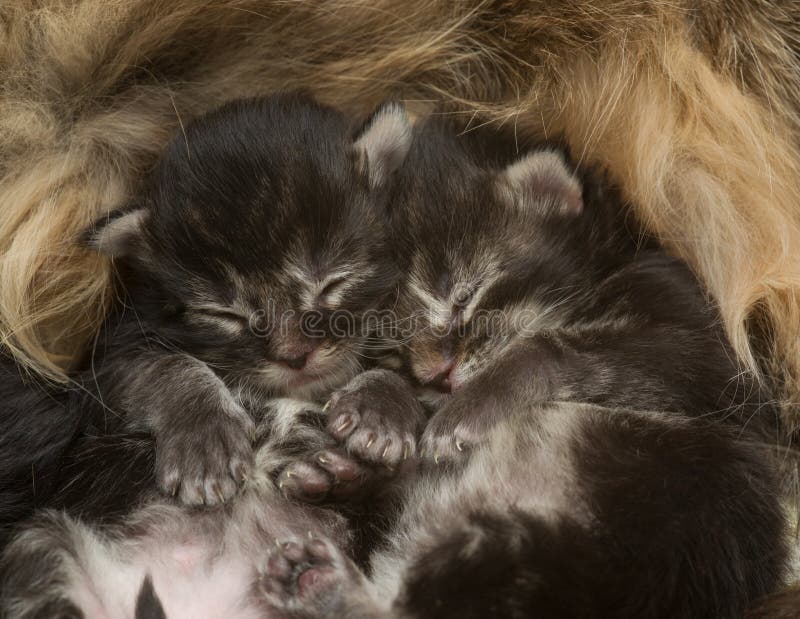 Two Newborn Kittens Sleeping Stock Image - Image of cats, child: 36349765