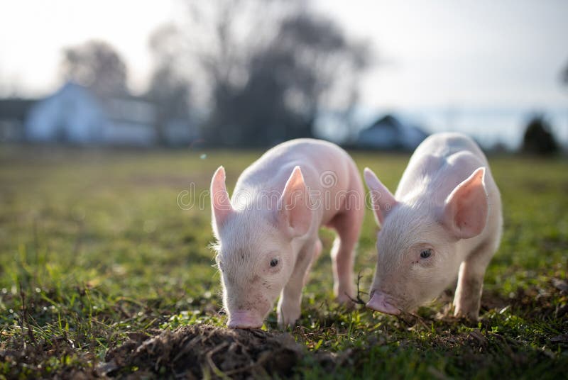 Two Newborn Piglets Walking on Grass Stock Image - Image of ranch ...